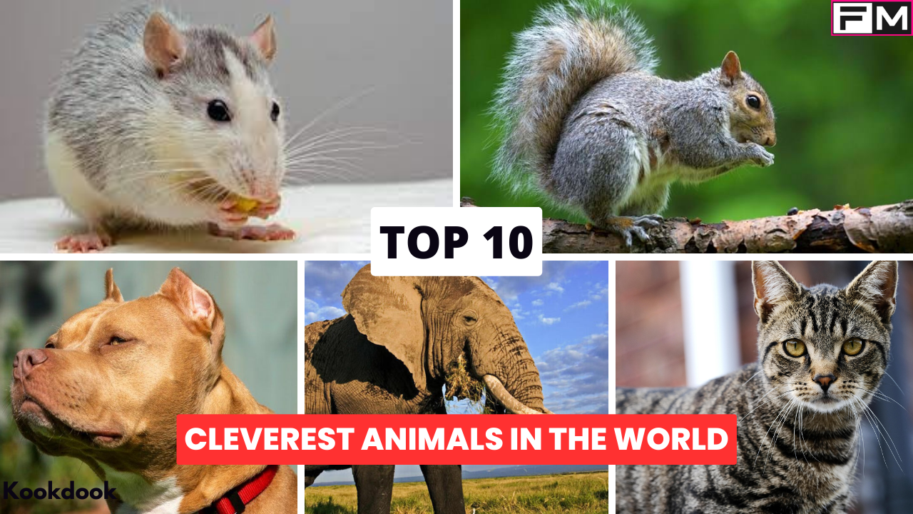 Top 10 Cleverest Animals In The World 2023