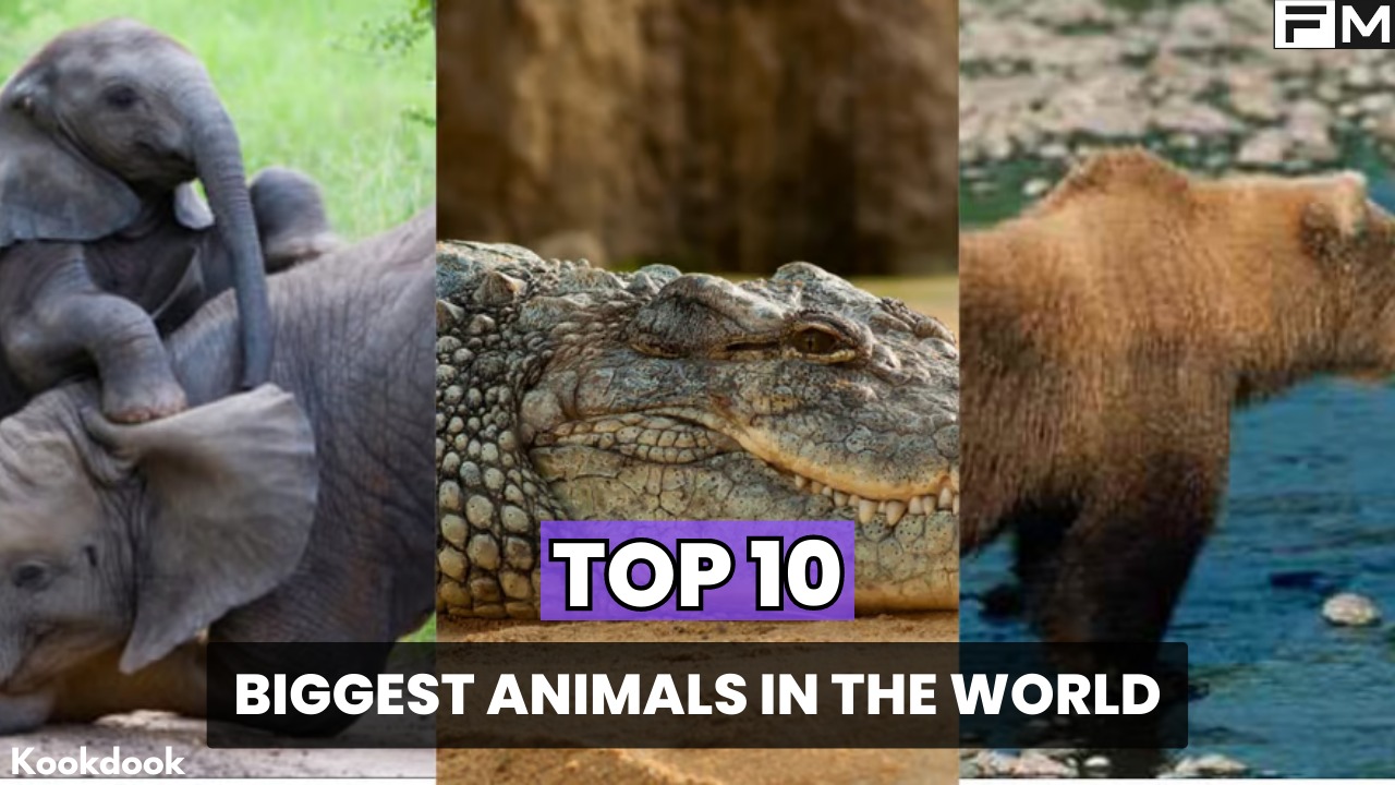 Top 10 Biggest Animals In The World