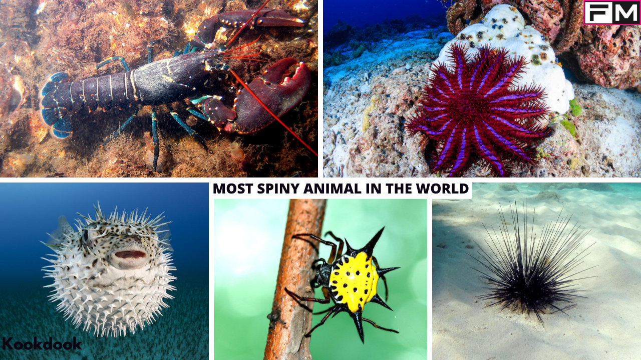Top 10 Spiny Animal In The World