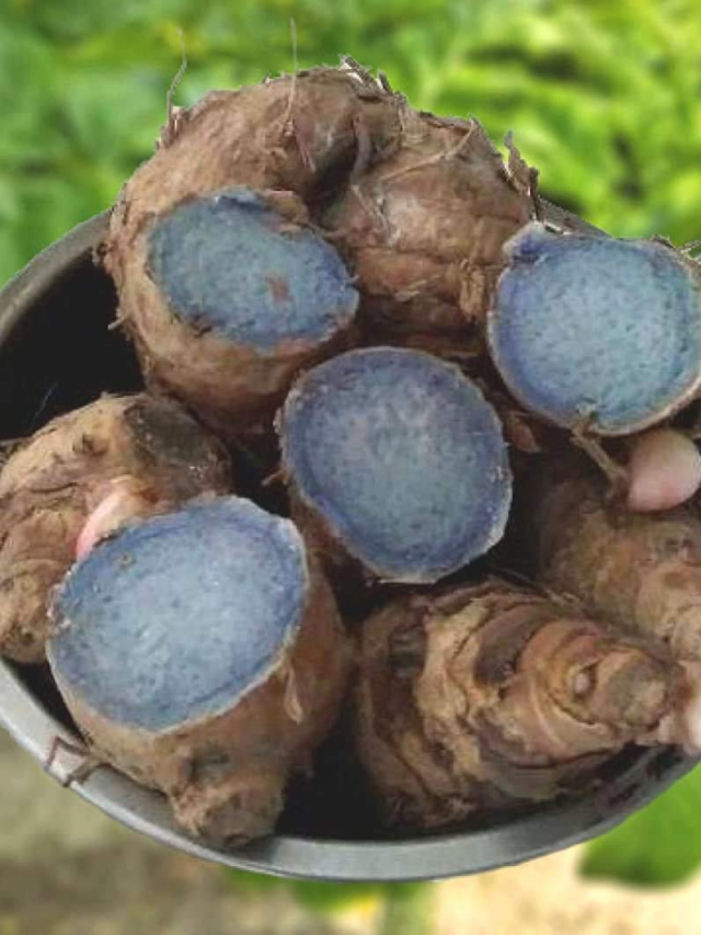 5 Amazing Health Benefits of Black Turmeric