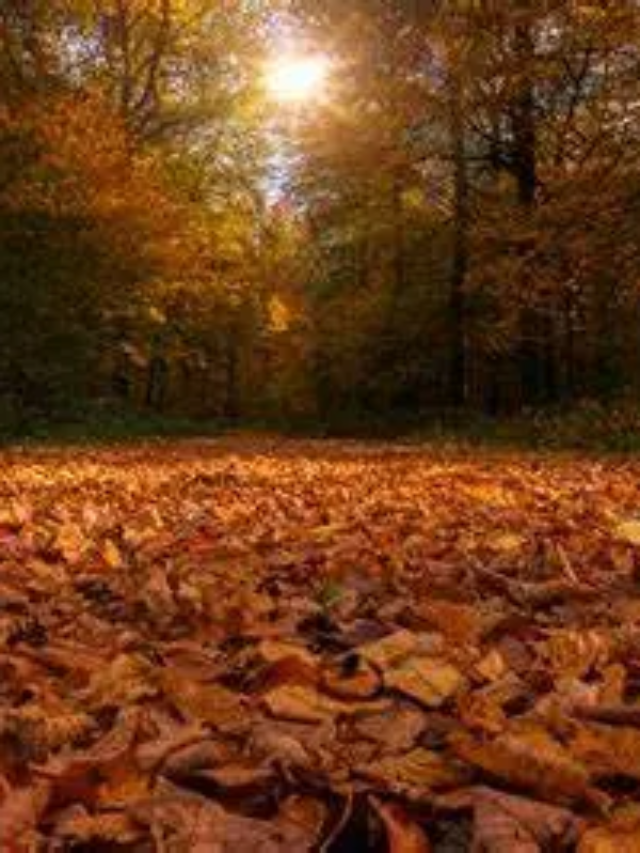 5 Best Places to Visit in India This Autumn